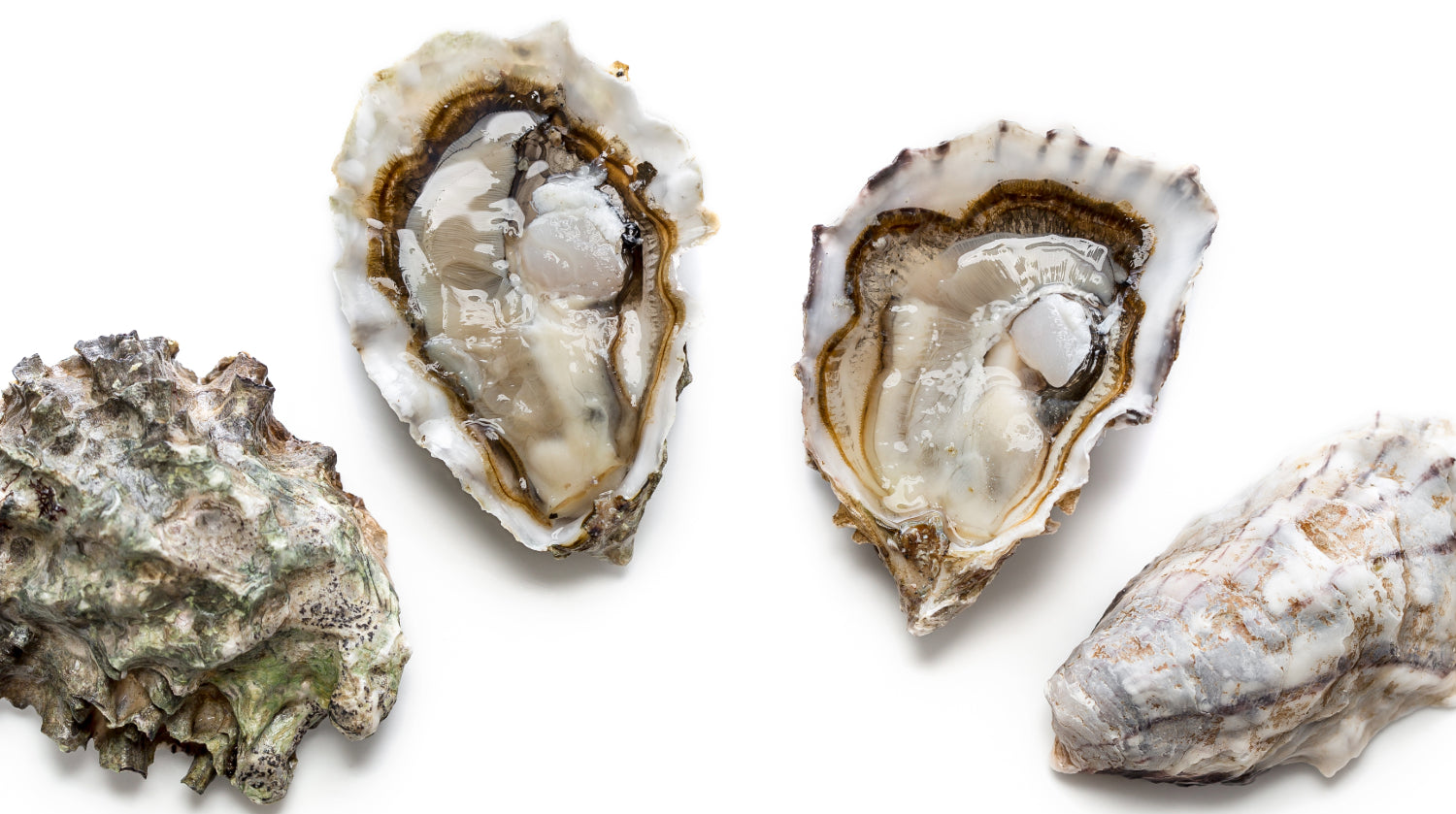 Fresh Pacific Northwest Shellfish | Hama Hama Oysters